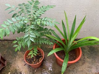 Pandan + Curry + Mint plants, Furniture & Home Living, Gardening ...