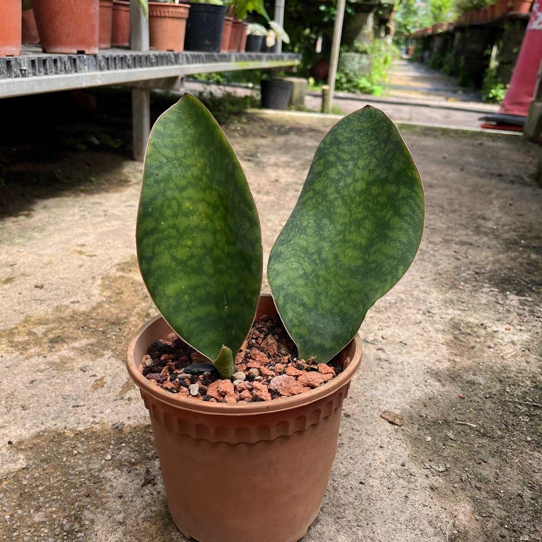 Sansevieria Masoniana, Somali Good Luck Plant (0.4m), Furniture & Home ...