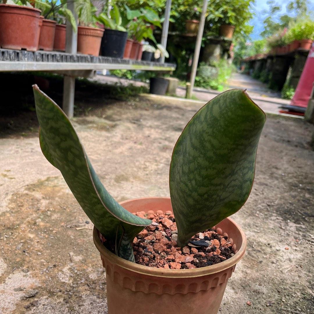 Sansevieria Masoniana, Somali Good Luck Plant (0.4m), Furniture & Home ...