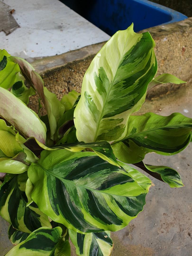 Variegated lush Calathea ( yellow fusion ), Furniture & Home Living ...