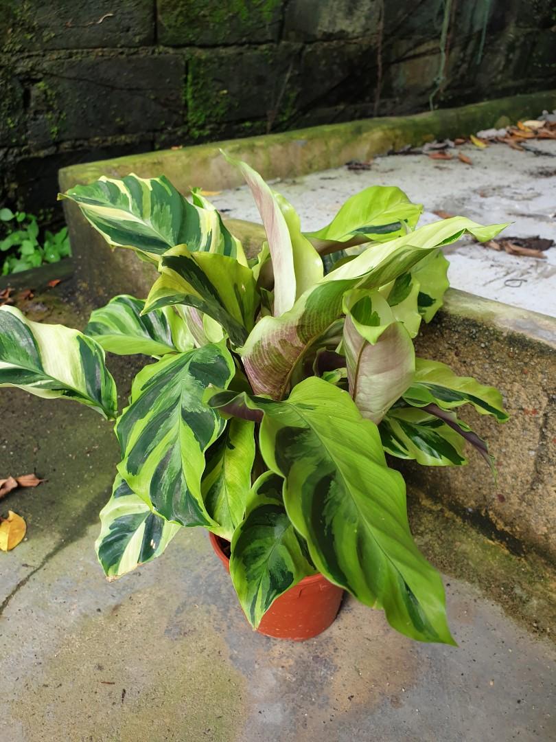 Variegated lush Calathea ( yellow fusion ), Furniture & Home Living ...