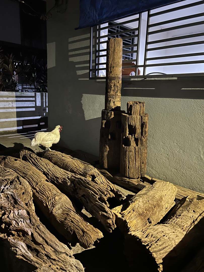 Antique primitive Molave sagat solid hardwood, Hobbies & Toys ...