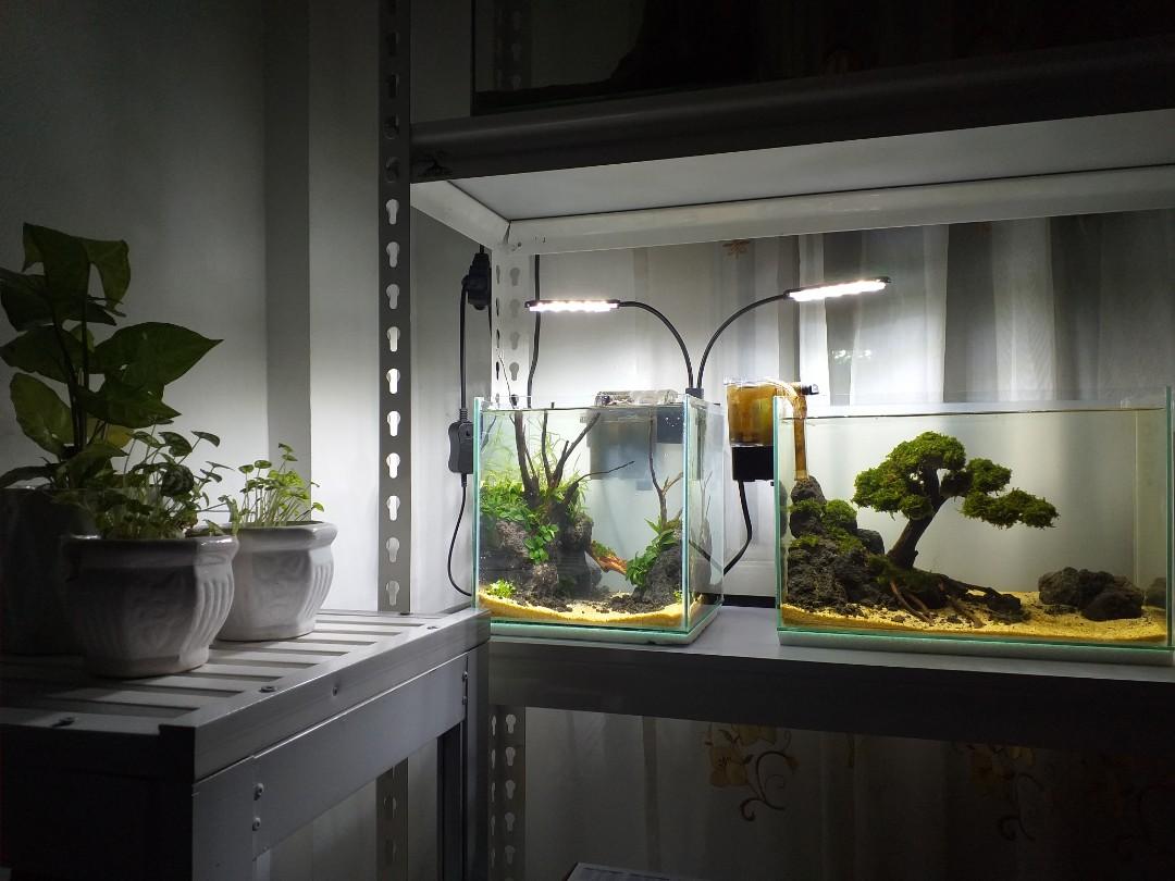 Aquarium fish tank setup nature style aquascaped betta tank, Pet ...