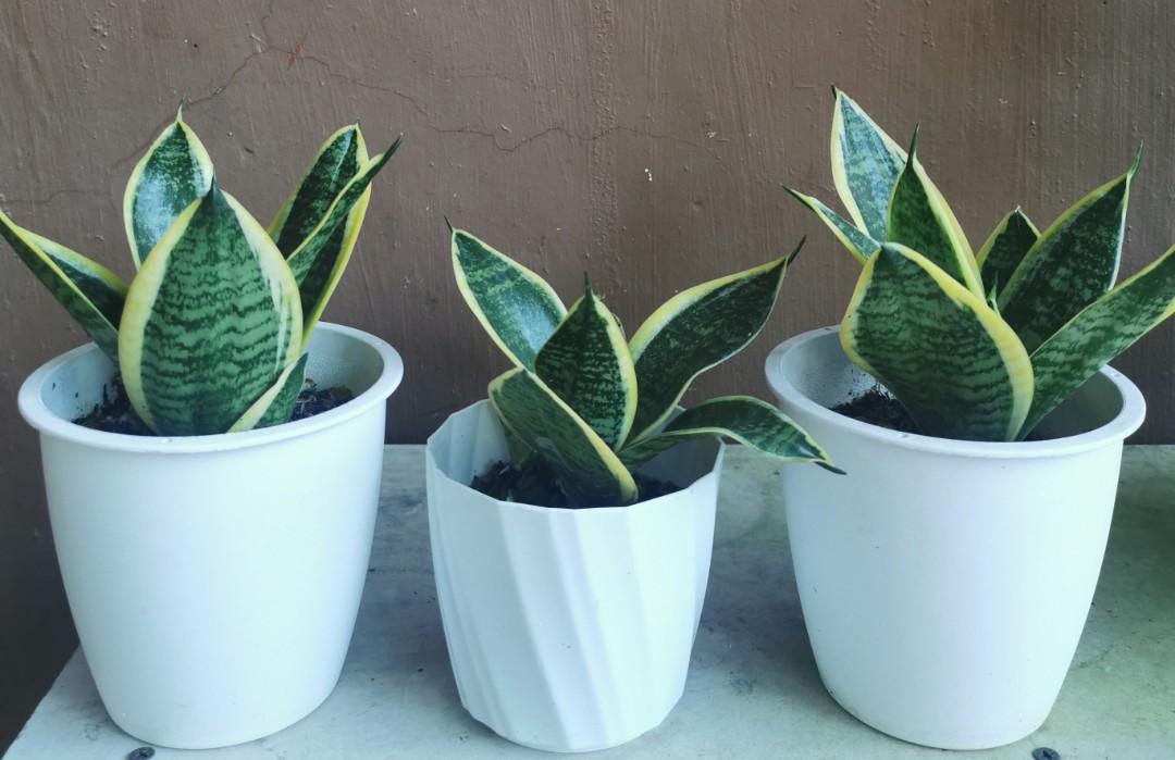 Dwarf Snake Plants, Furniture & Home Living, Gardening, Plants & Seeds ... Dwarf Snake Plants, Furniture & Home Living, Gardening, Plants & Seeds ...