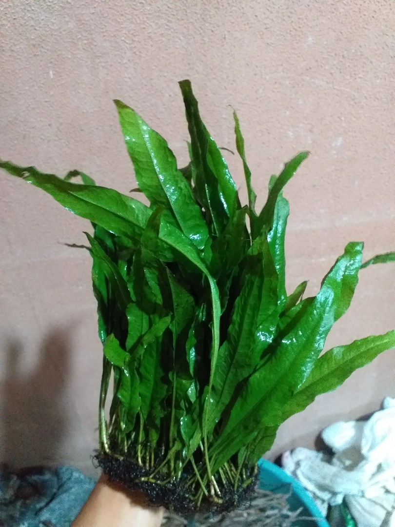 Java fern aquatic plant live aquarium plant, Furniture & Home Living ...