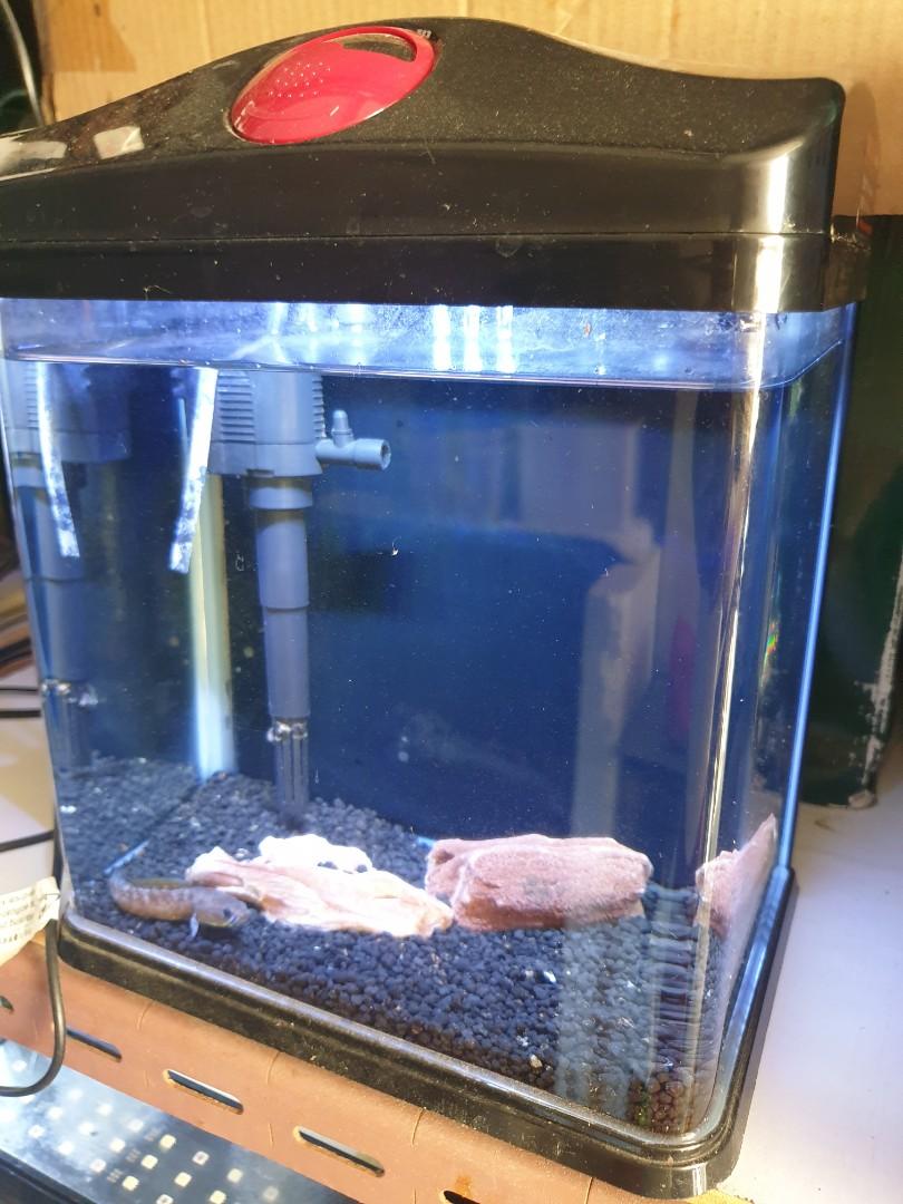Mini fish tank set, Pet Supplies, Homes & Other Pet Accessories on ...