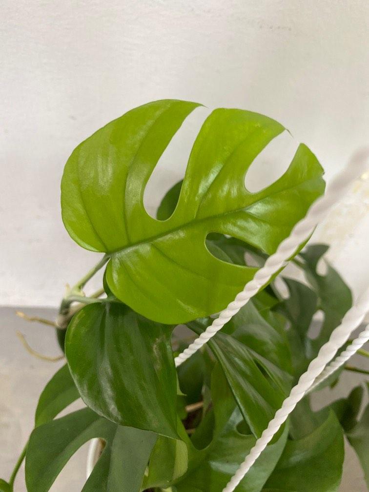 Mini Monstera/Rhaphidophora in hanging pot, Furniture & Home Living ...