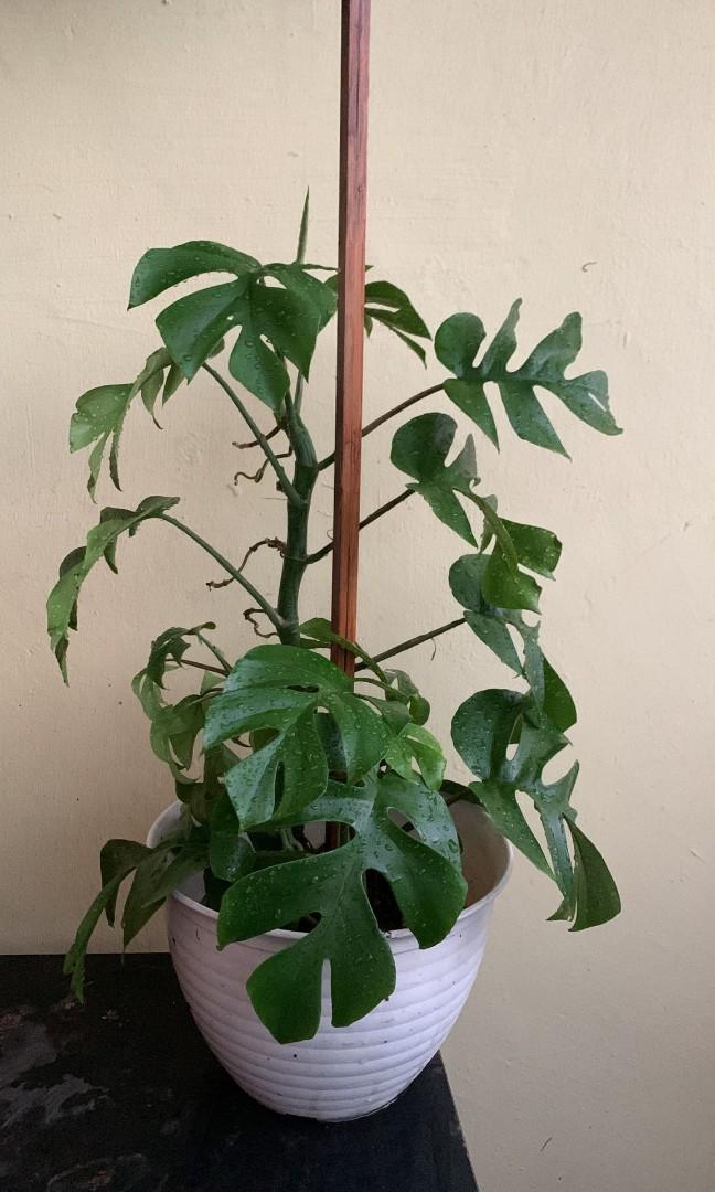 Pretty potted plant Rhaphidophora Tetrasperma, Furniture & Home Living ...