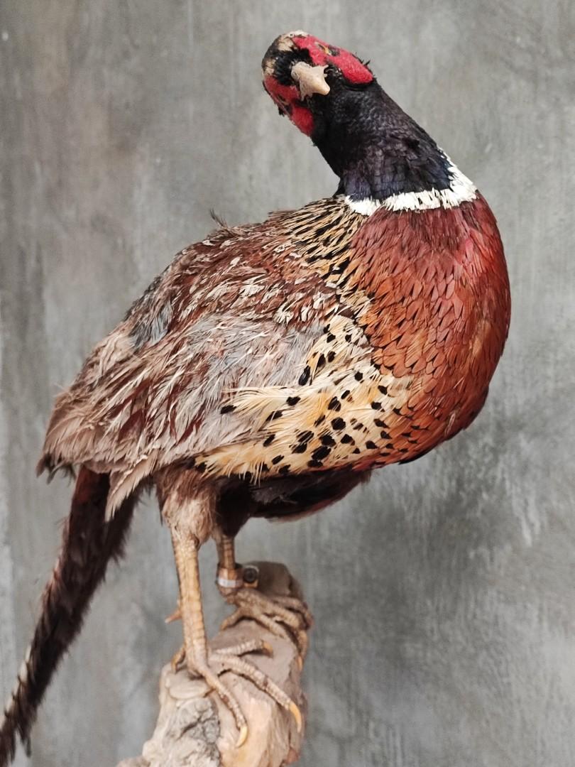 Taxidermy Ring Neck Pheasant, Hobbies & Toys, Memorabilia ...