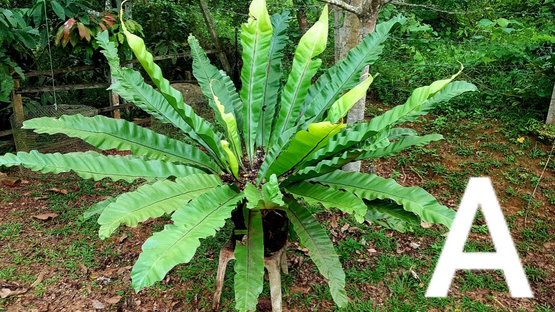 (UPDATED NOV 2023) Pokok Pakis Bird Nest Fern Saiz Gergasi (POKOK B ...