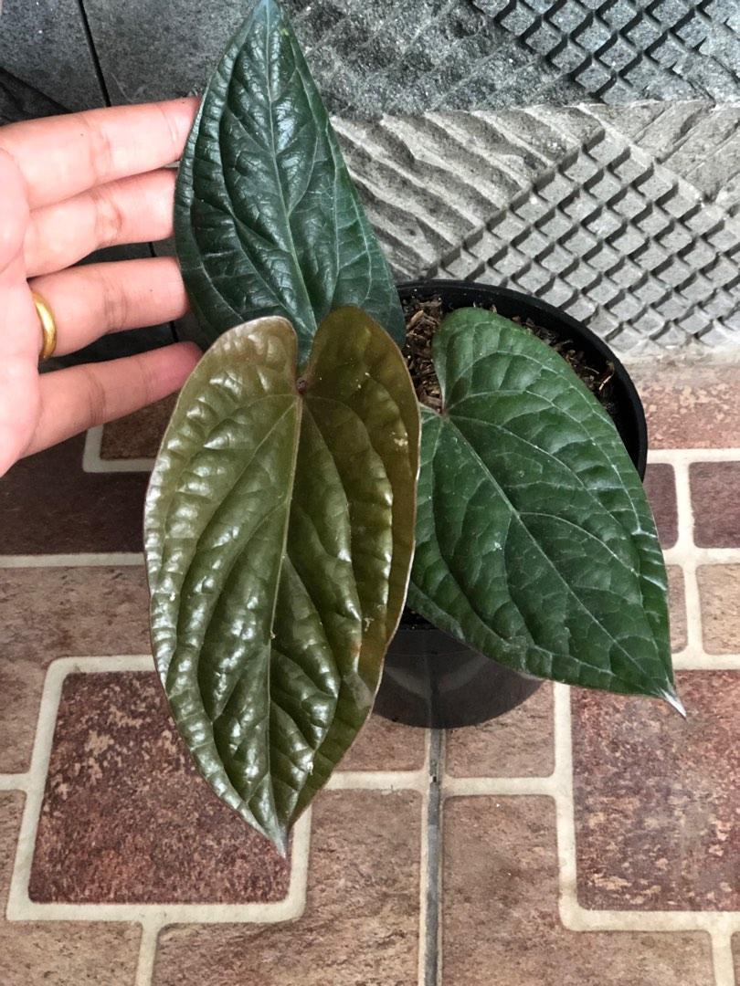 Anthurium Radicans x Luxurians, Furniture & Home Living, Gardening ...