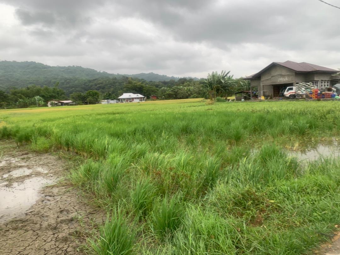 Farm Lot Rice Land, Property, For Sale, Lot on Carousell