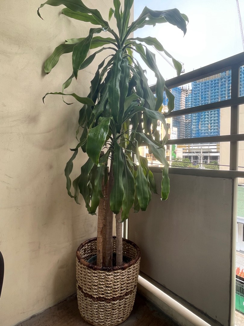Fortune plant, Furniture & Home Living, Gardening, Plants & Seeds on ...