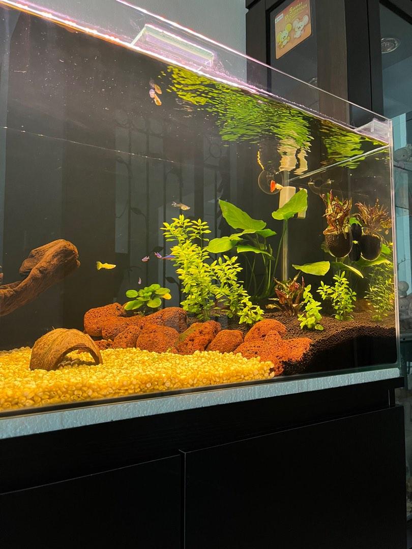Full set 3Ft fish tank with cabinet, Pet Supplies, Homes & Other Pet ...