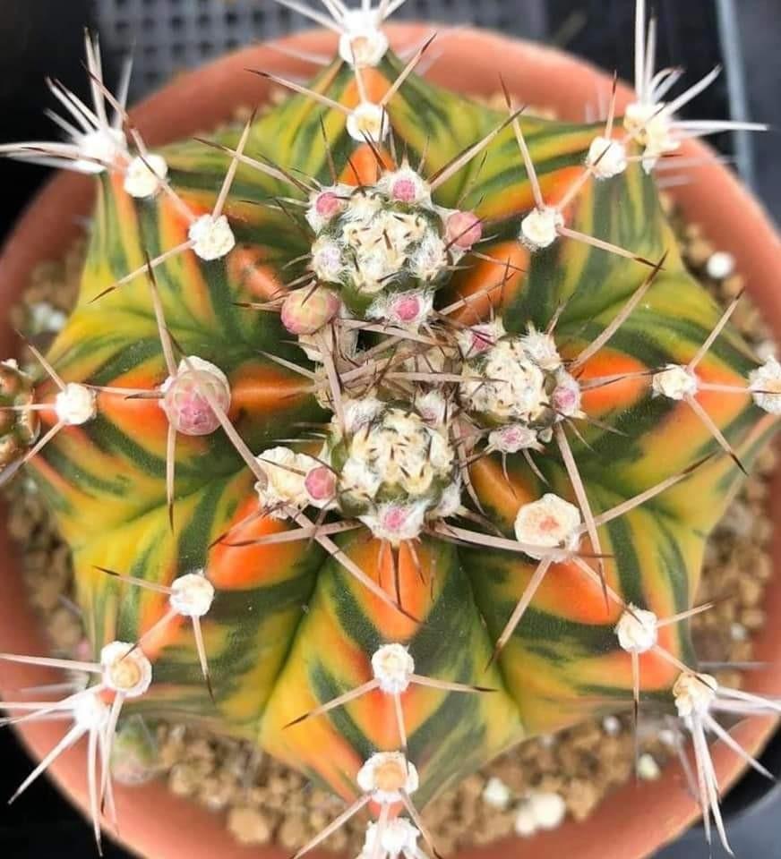 Gold crown gymno gymnocalycium, Furniture & Home Living, Gardening ...