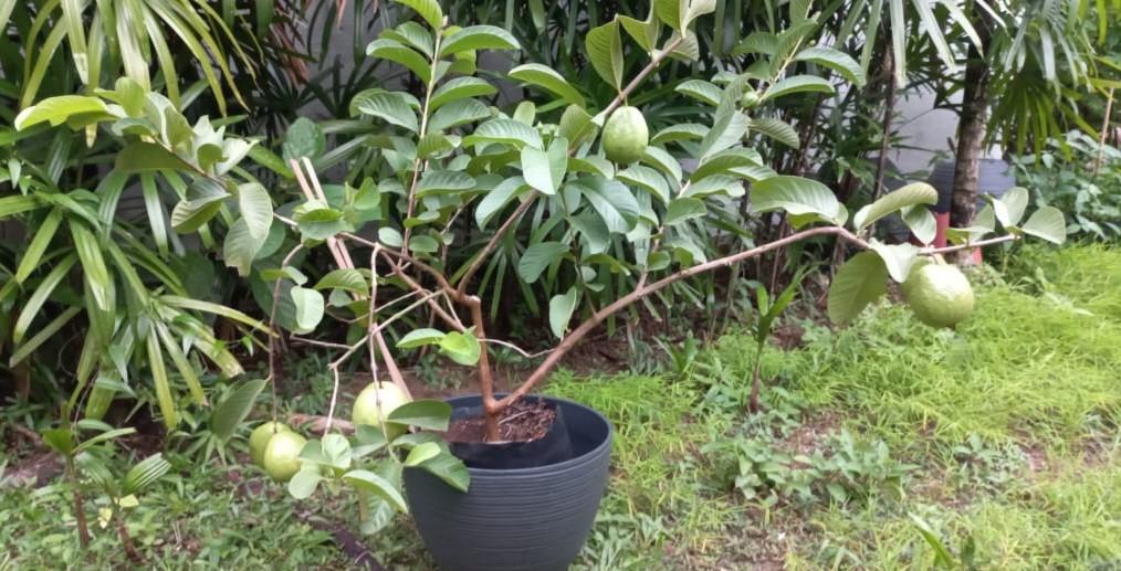 Guava Fruit Tree. Pokok Buah Jambu Batu., Furniture & Home Living ...
