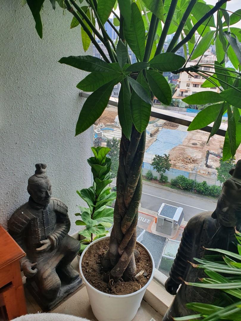 VERY Large twisted stem Money Tree plant, Furniture & Home Living ...