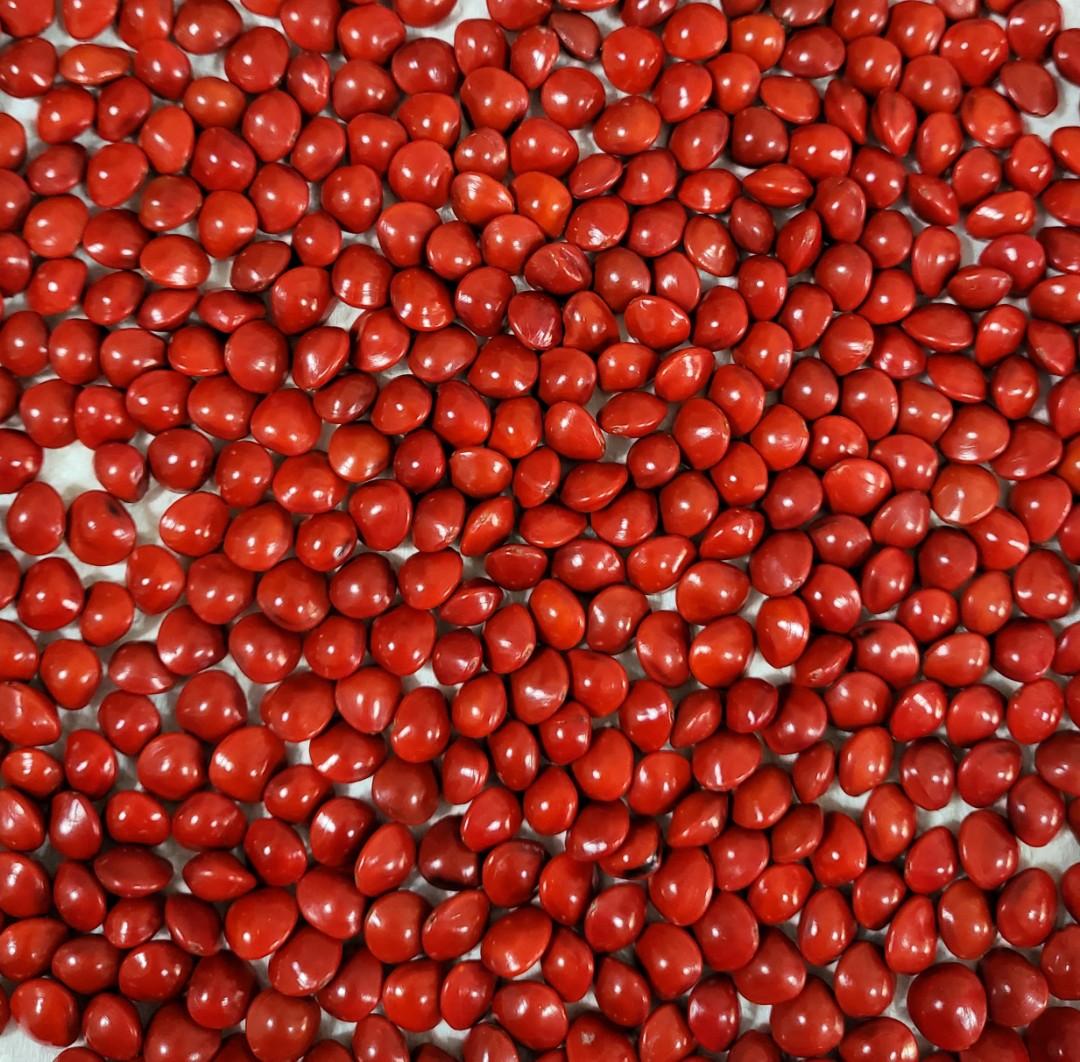 Saga Seeds, Furniture & Home Living, Gardening, Plants & Seeds on Carousell