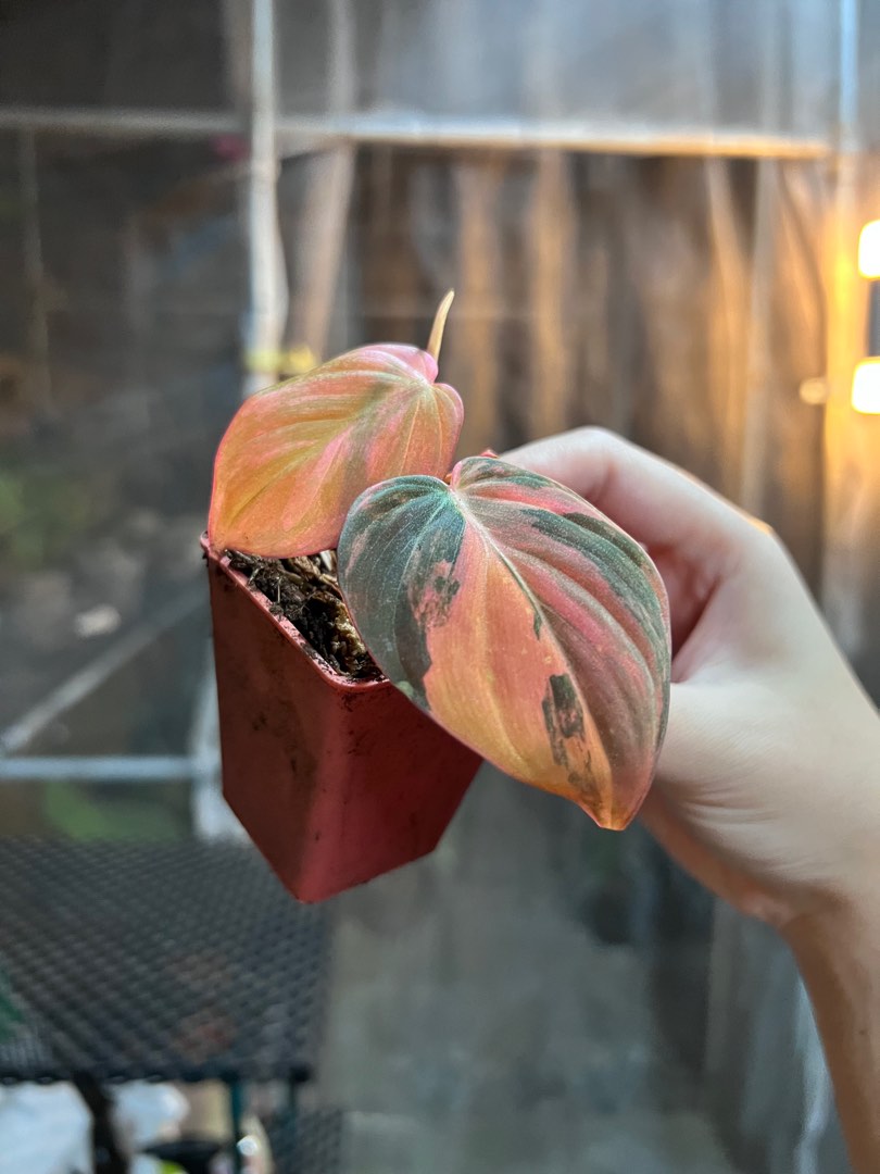 [SUPER RARE] Philodendron Mican Pink Variegated, Furniture & Home ...
