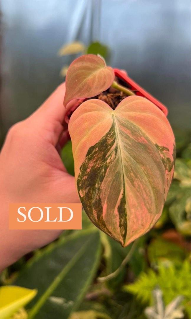 [SUPER RARE] Philodendron Mican Pink Variegated, Furniture & Home ...