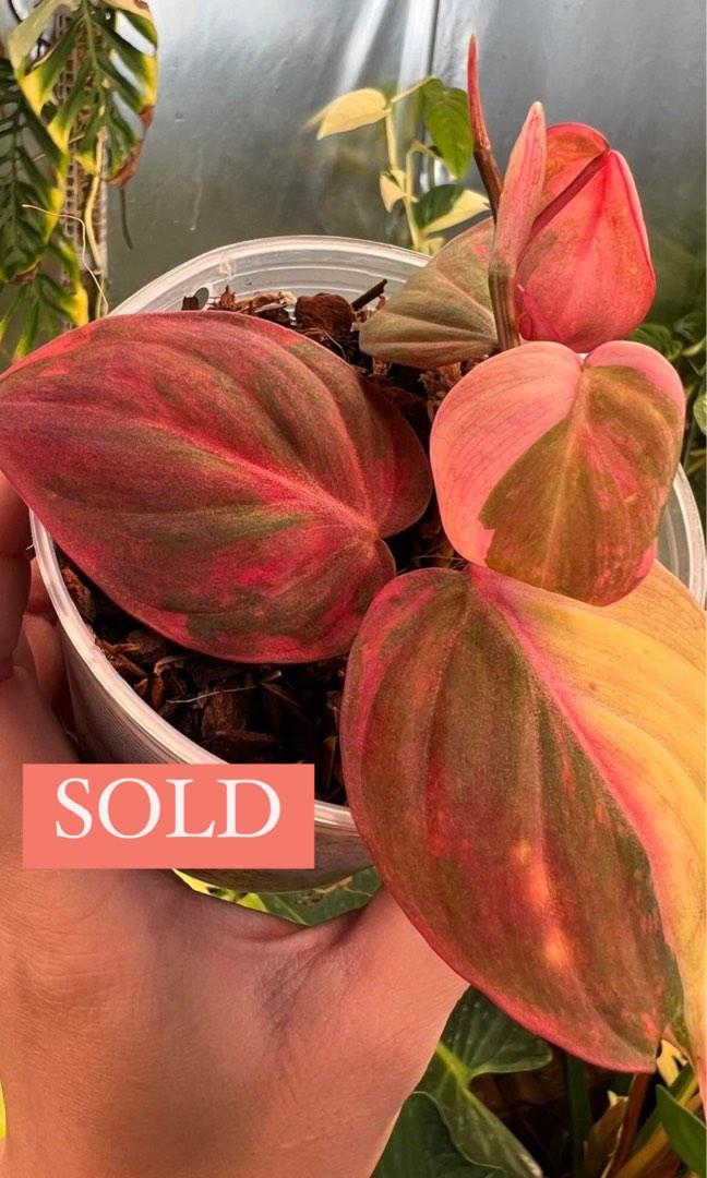 [SUPER RARE] Philodendron Mican Pink Variegated, Furniture & Home ...