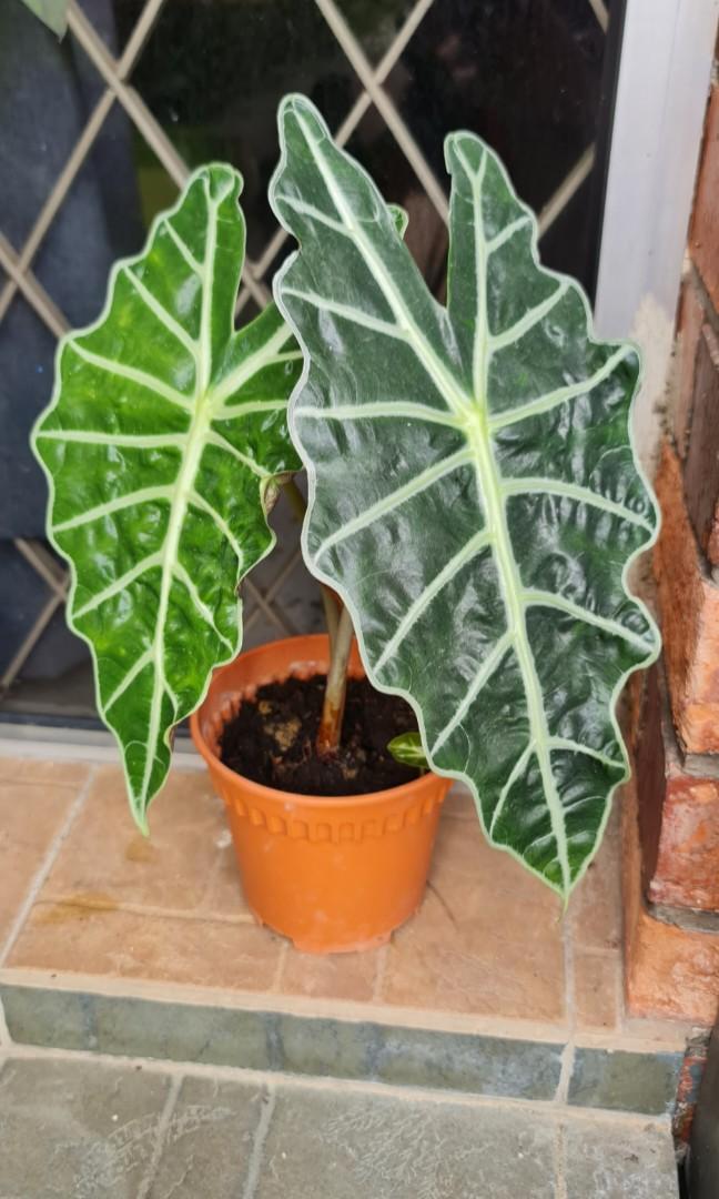 Canadium (pokok keladi), Furniture & Home Living, Gardening, Pots ...