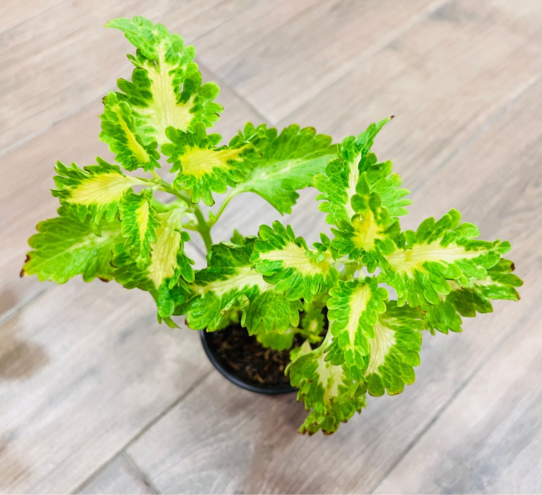 Coleus Butter Creme, Furniture & Home Living, Gardening, Plants & Seeds ...