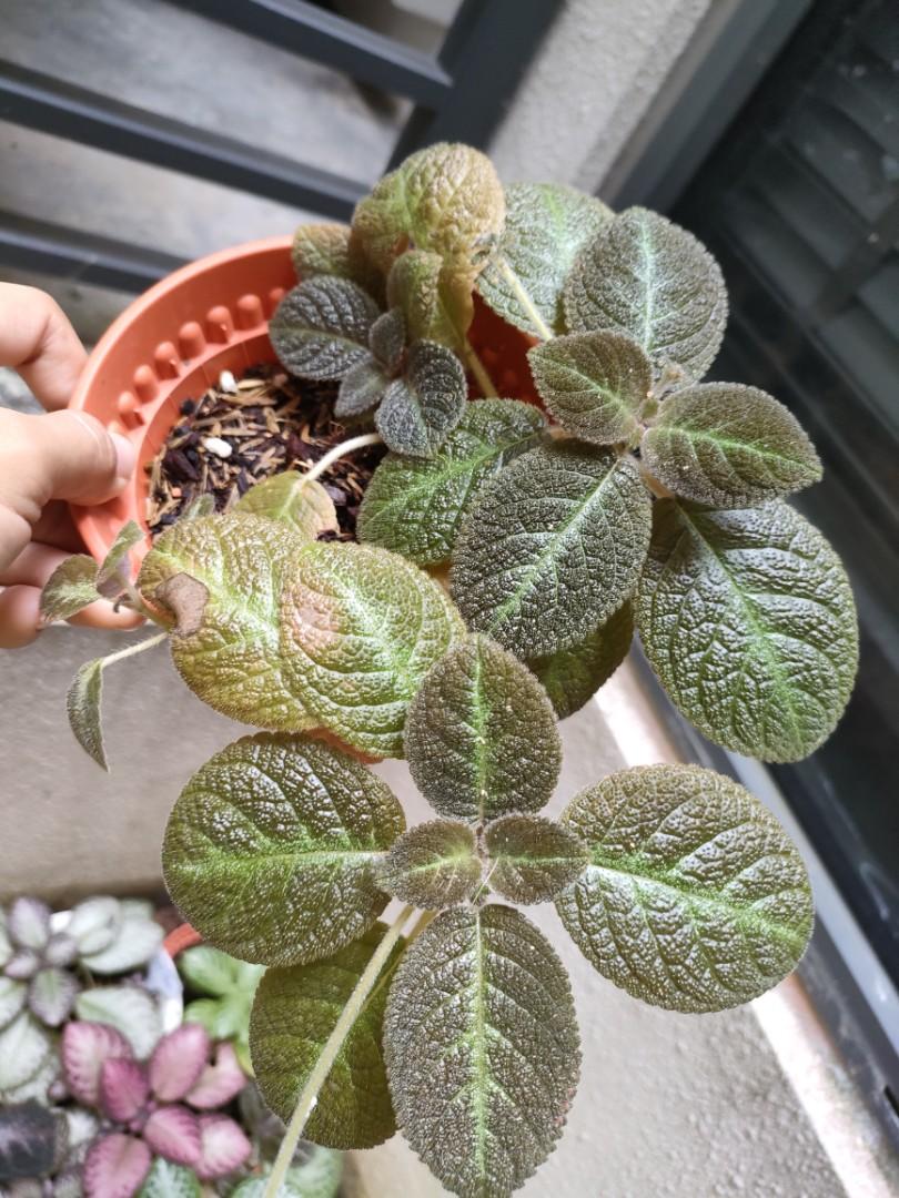 Episcia Canadian sunset, Furniture & Home Living, Gardening, Plants ...