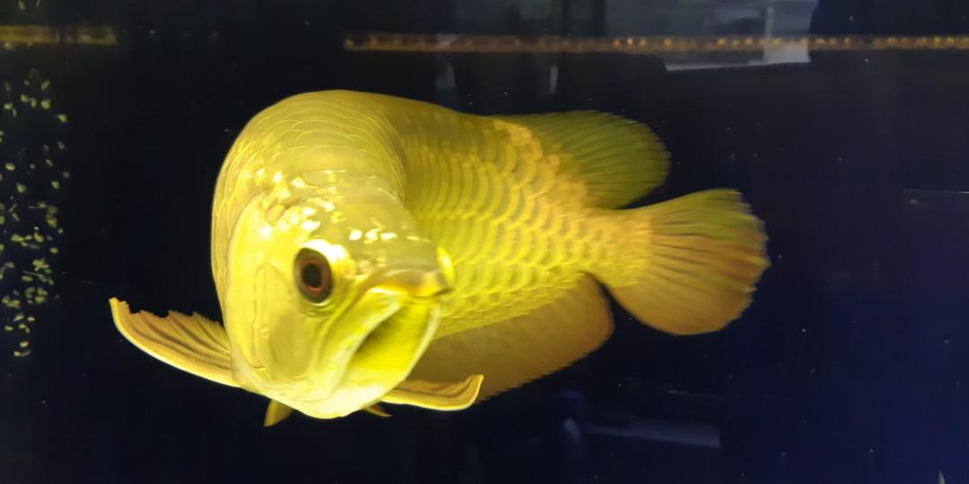 Golden Arowana Arwana fish golden rare 65000, Everything Else, Others ...
