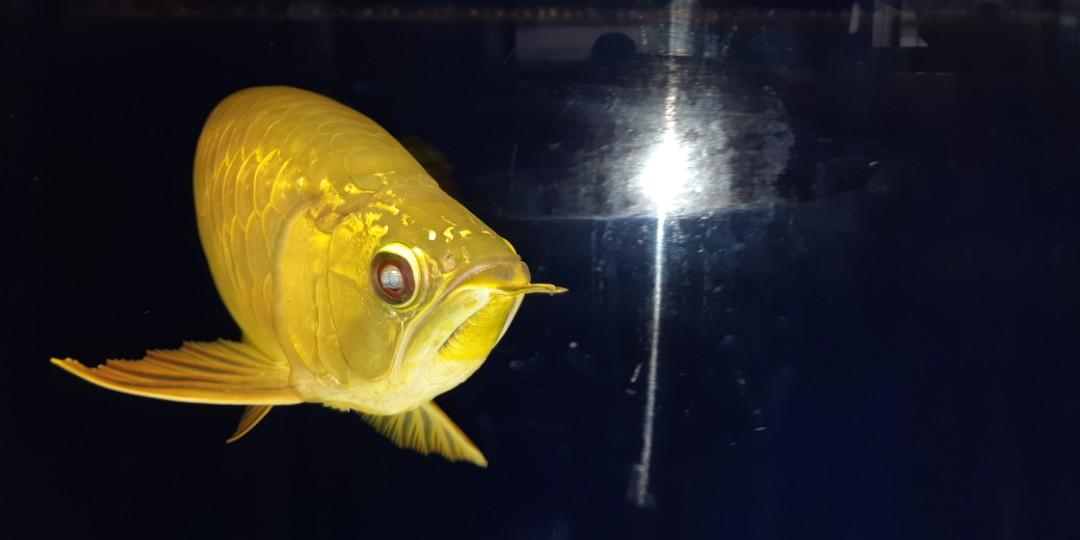 Golden Arowana Arwana fish golden rare 65000, Everything Else, Others ...