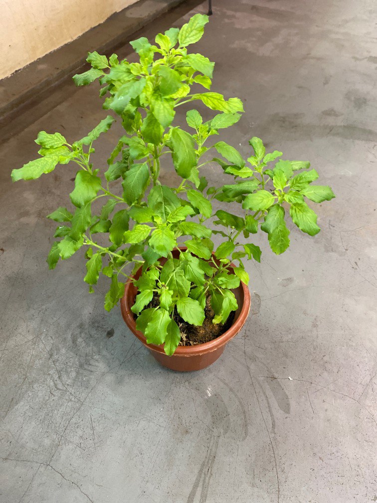 Holy Basil (Herbs) plant $7, Furniture & Home Living, Gardening, Plants ...