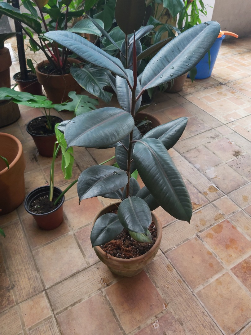 Large Black Prince Rubber Tree in 8.5 inch Clay Pot, Furniture & Home ...