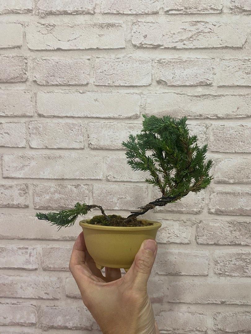 Mini Juniper Juniperus Chinensis Bonsai pine # 6, Furniture & Home ...