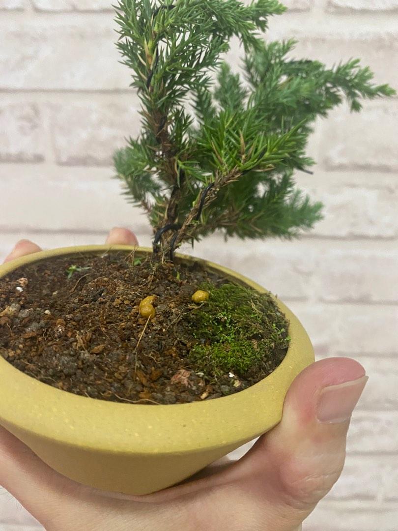 Mini Juniper Juniperus Chinensis bonsai pine #7, Furniture & Home ...
