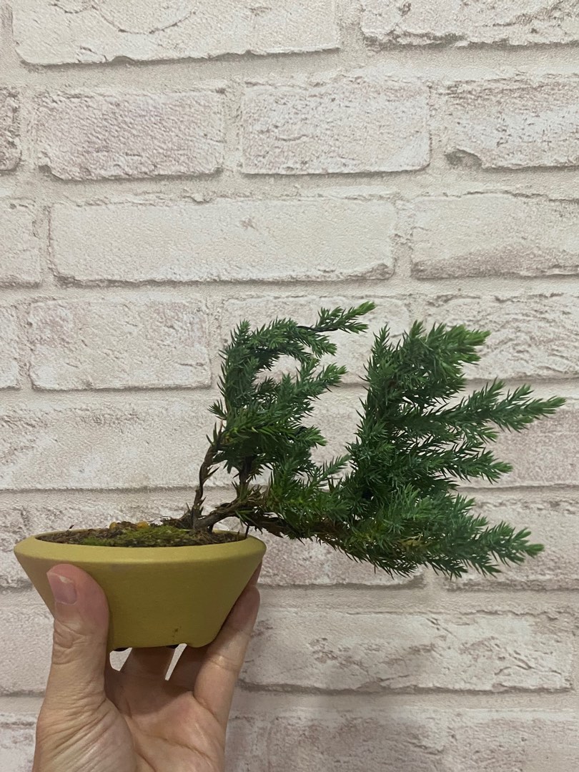 Mini Juniper Juniperus Chinensis bonsai pine #7, Furniture & Home ...