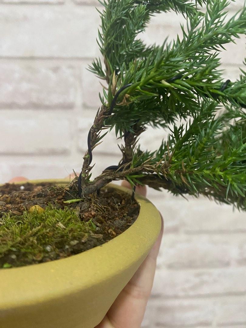 Mini Juniper Juniperus Chinensis bonsai pine #7, Furniture & Home ...