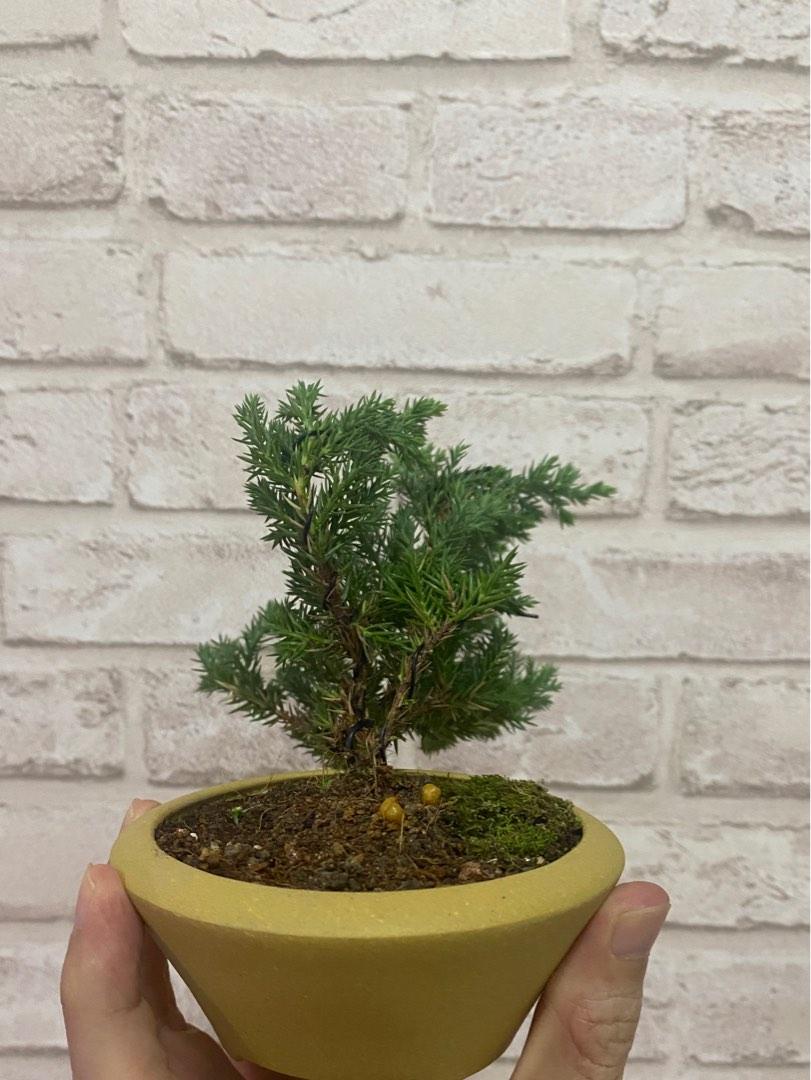 Mini Juniper Juniperus Chinensis bonsai pine #7, Furniture & Home ...