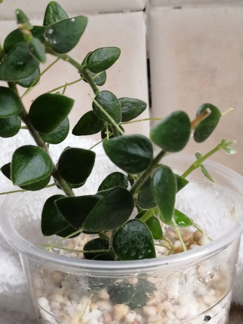 Rare! Hoya Chinghungensis, Furniture & Home Living, Gardening, Plants ...
