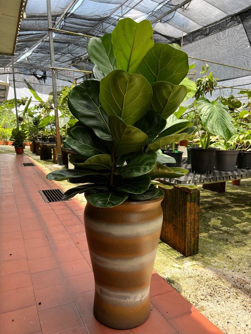 3 in 1 Ficus Lyrata ( Fiddle Leaf Fig) Potted in Balinese Design Tall ...