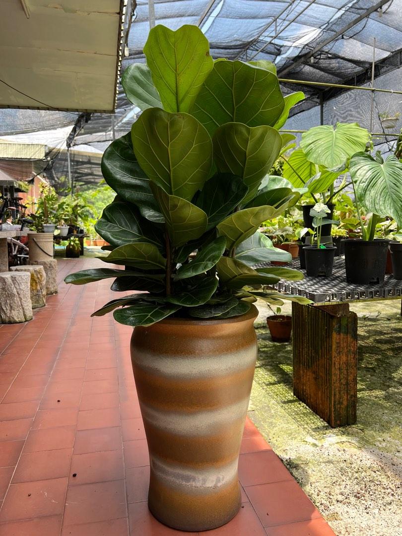 3 in 1 Ficus Lyrata ( Fiddle Leaf Fig) Potted in Balinese Design Tall ...