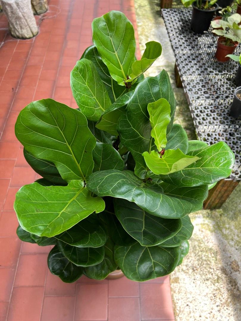 3 in 1 Ficus Lyrata ( Fiddle Leaf Fig) Potted in Balinese Design Tall ...