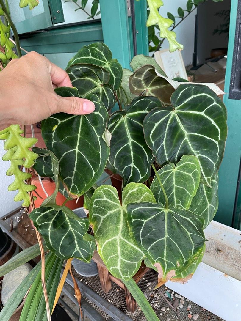 Anthurium crystallinum, Furniture & Home Living, Gardening, Plants ...