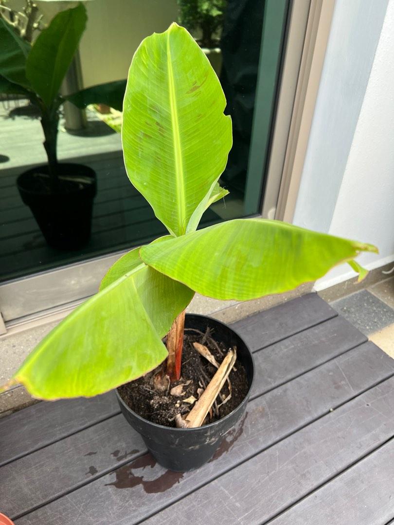(9sold) Baby dwarf cavendish banana plant, Furniture & Home Living ...