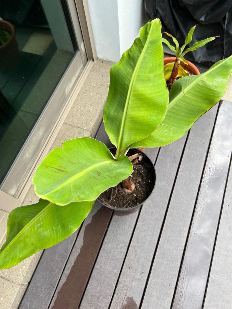 (9sold) Baby dwarf cavendish banana plant, Furniture & Home Living ...