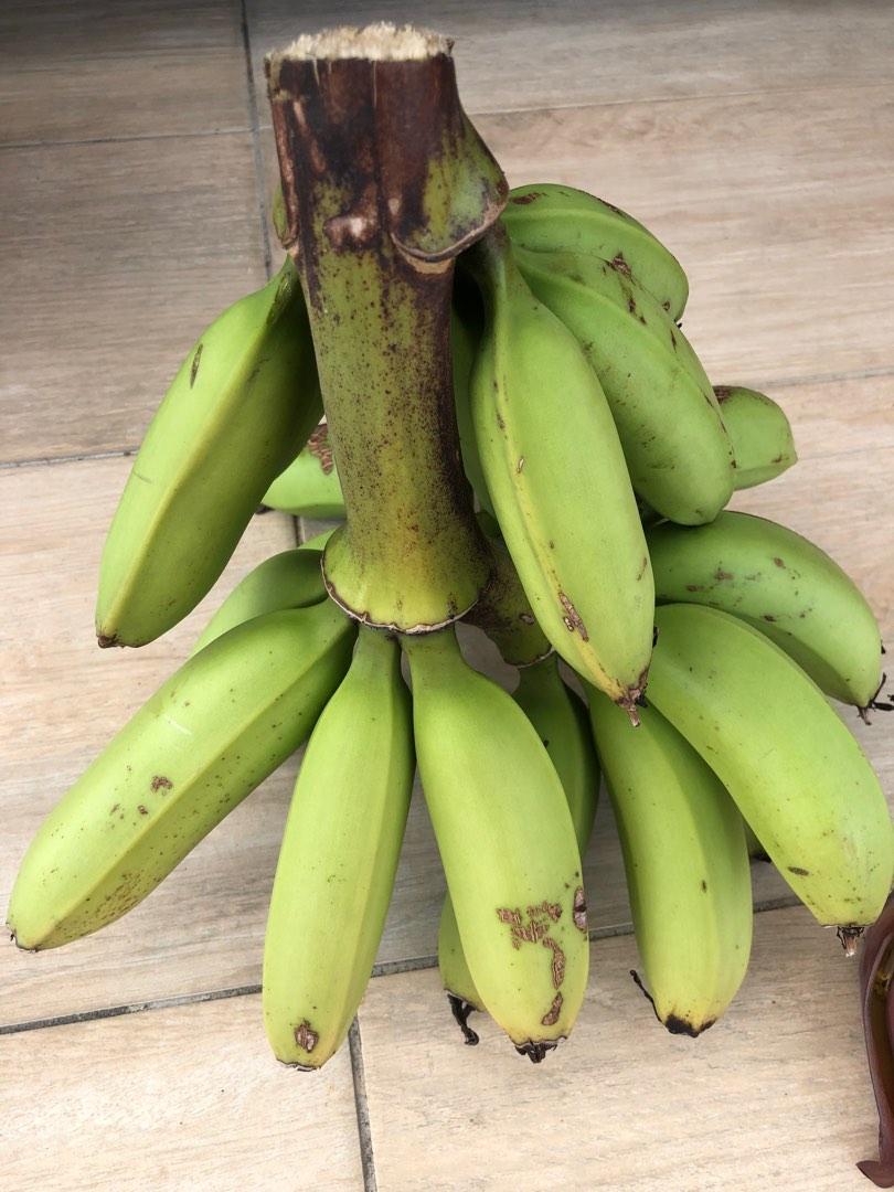 (6 sold) Baby dwarf cavendish banana plant, Furniture & Home Living ...