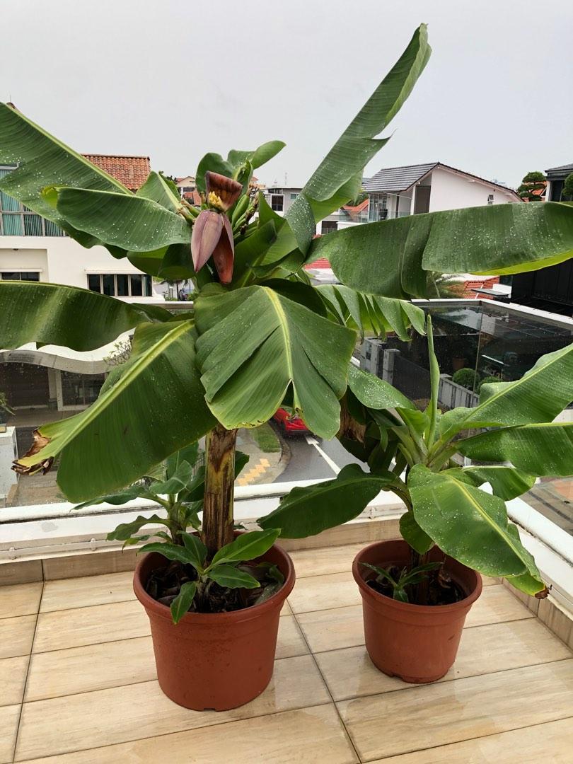 (6 sold) Baby dwarf cavendish banana plant, Furniture & Home Living ...