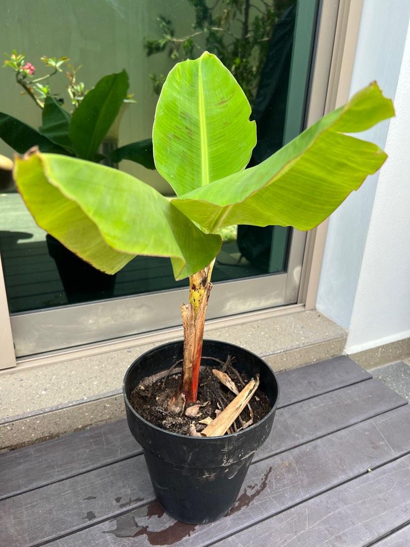 (9sold) Baby dwarf cavendish banana plant, Furniture & Home Living ...