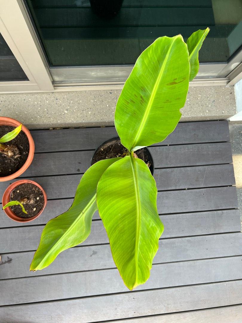(6 sold) Baby dwarf cavendish banana plant, Furniture & Home Living ...