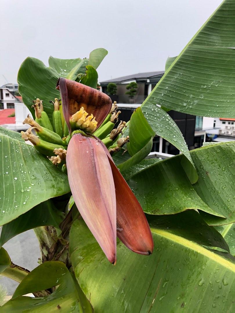 (11 sold) Baby dwarf cavendish banana plants, Furniture & Home Living ...