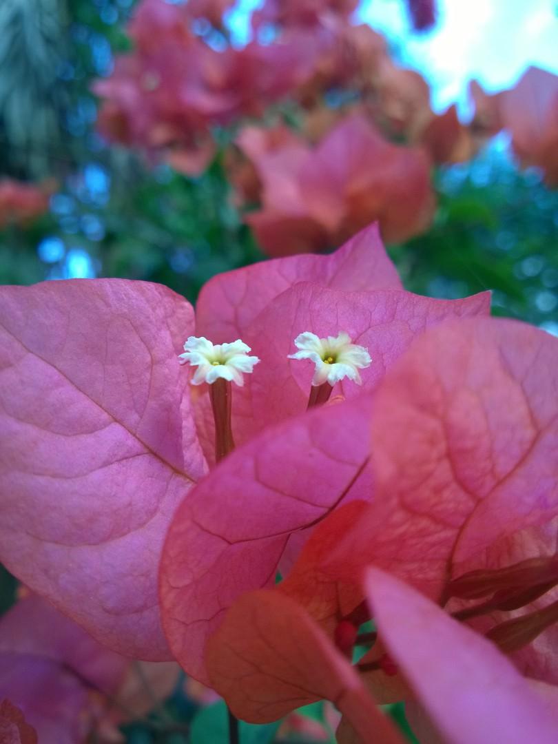 Bougainvillea Peach Flower, Furniture & Home Living, Gardening, Plants ...